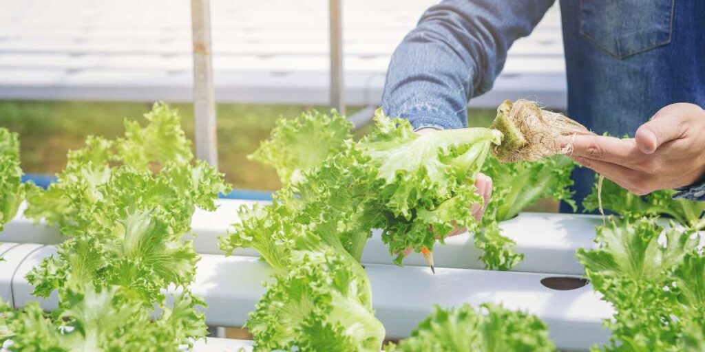 About – Aqua Growing